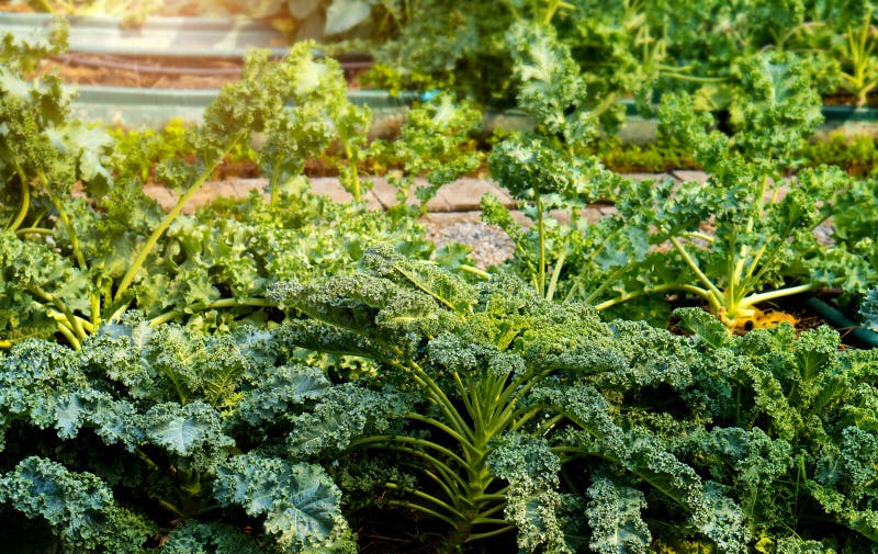 Cultivation of Kale in a Farmer Vegetable Garden Stock Photo - Image of ...