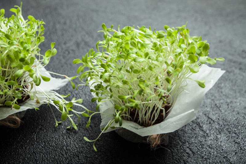 Cultivation of Micro-green Lettuce for the Preparation of Healthy and ...