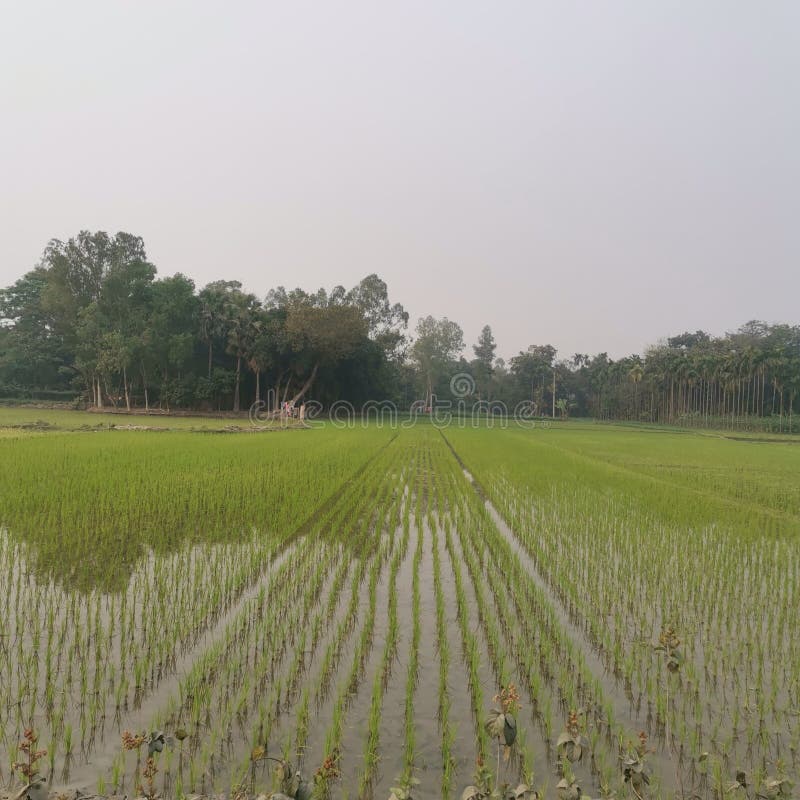 Cultivation of new rice stock photo. Image of cultivation - 269808656