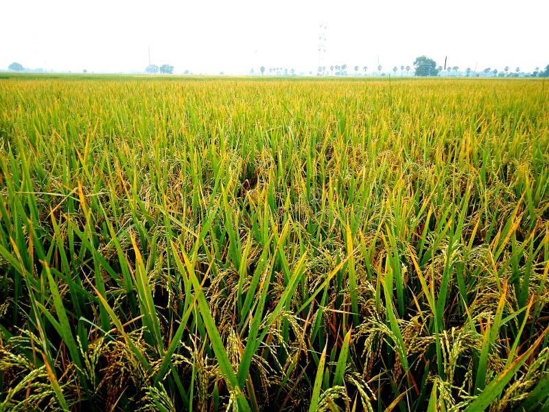 Cultivation of Paddy & Wheat Looking Awesome Greenery. Stock Image ...