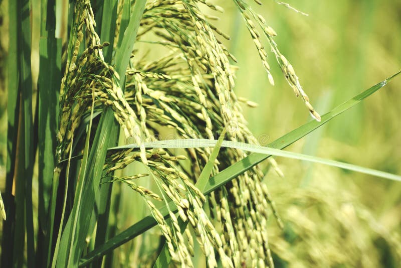 Paddy and Paddy plant stock image. Image of closeup - 152593235