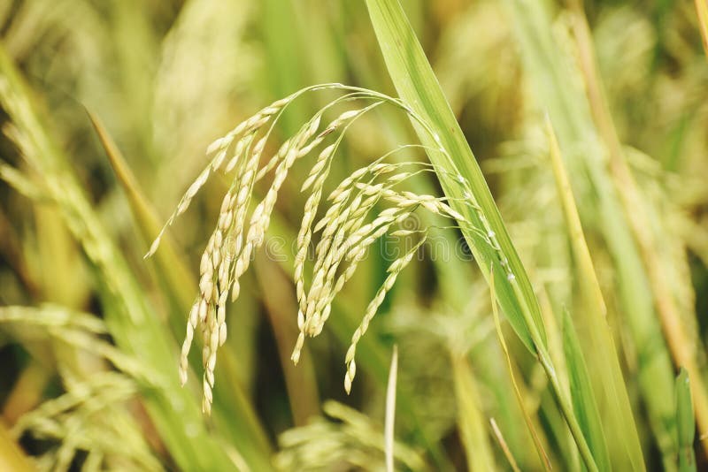 Cultivation of Paddy, Paddy Plant and Grain Stock Image - Image of ...