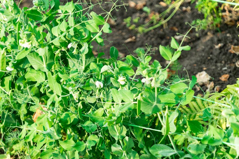 The Cultivation of Peas. Photo of Growing Peas in the Garden Stock ...