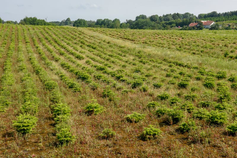 Cultivation of Pine Trees in Denmark Stock Image - Image of cultivation ...
