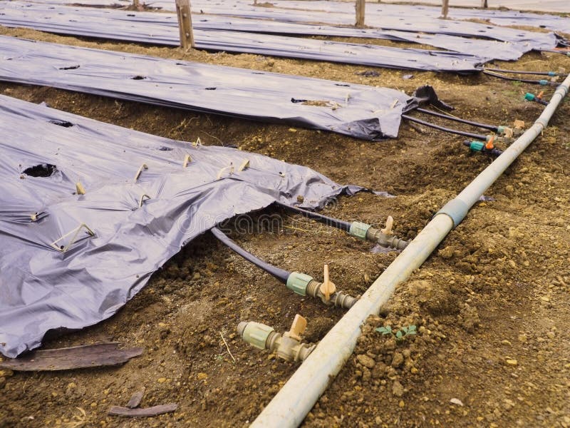 Drip Line Irrigation in Pot Plants. Stock Image - Image of farm, drip ...