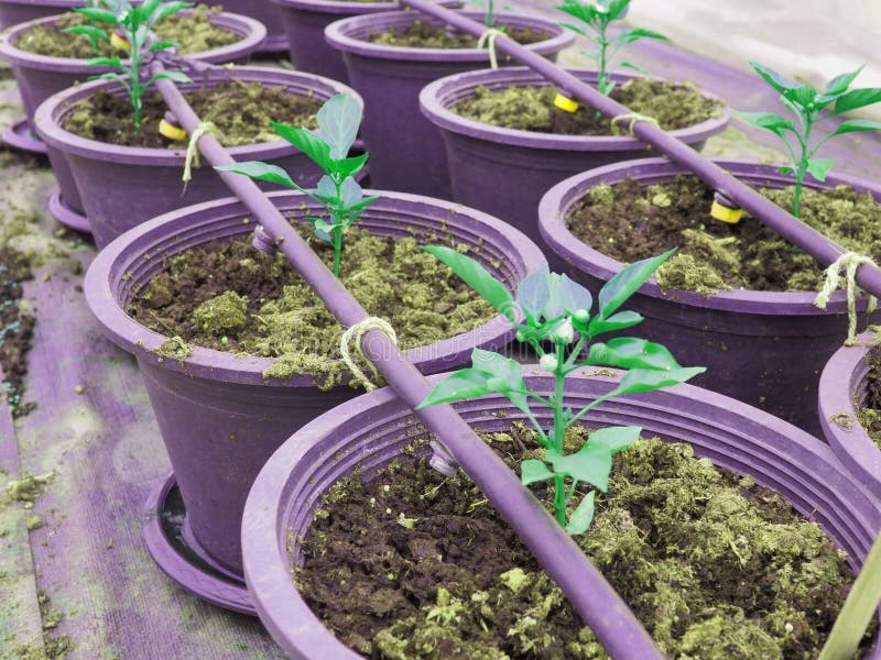 Drip Line Irrigation in Pot Plants. Stock Image - Image of farm, drip ...