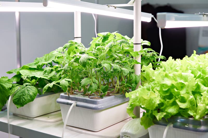 Cultivation of Plants by Modern Methods Stock Photo - Image of leaf ...