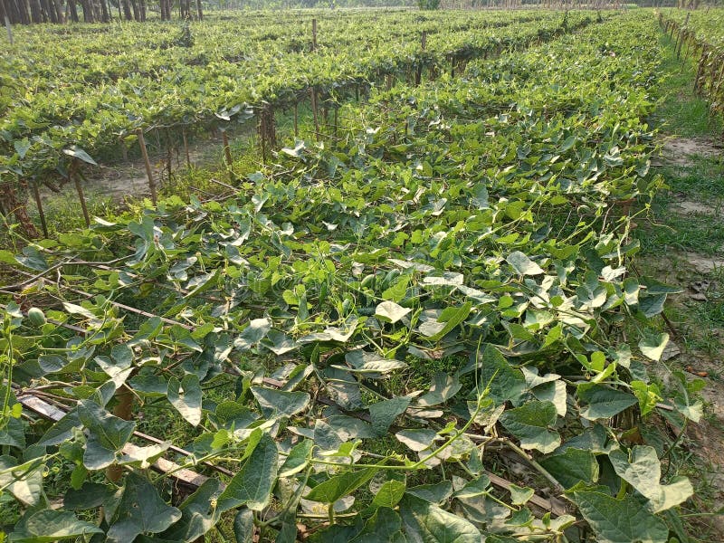 Cultivation of Pointed Gourd in a Field during Summer Season. Big Size ...