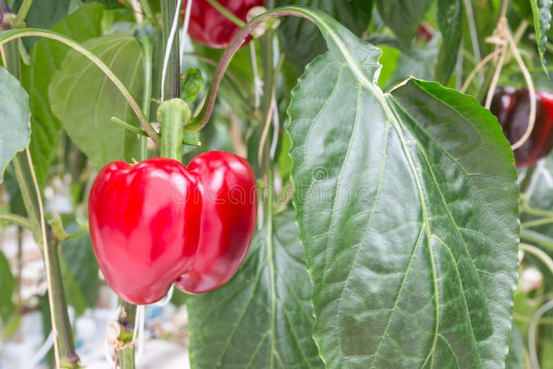 Cultivation of Red Paprika in Dutch Greenhouse Stock Photo - Image of ...