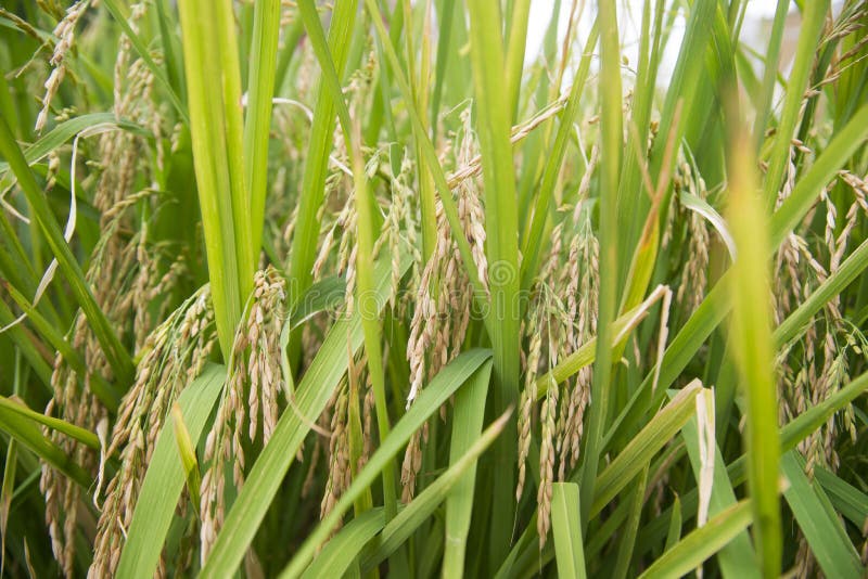 Cultivation of Rice Plant stock image. Image of flora - 75482493