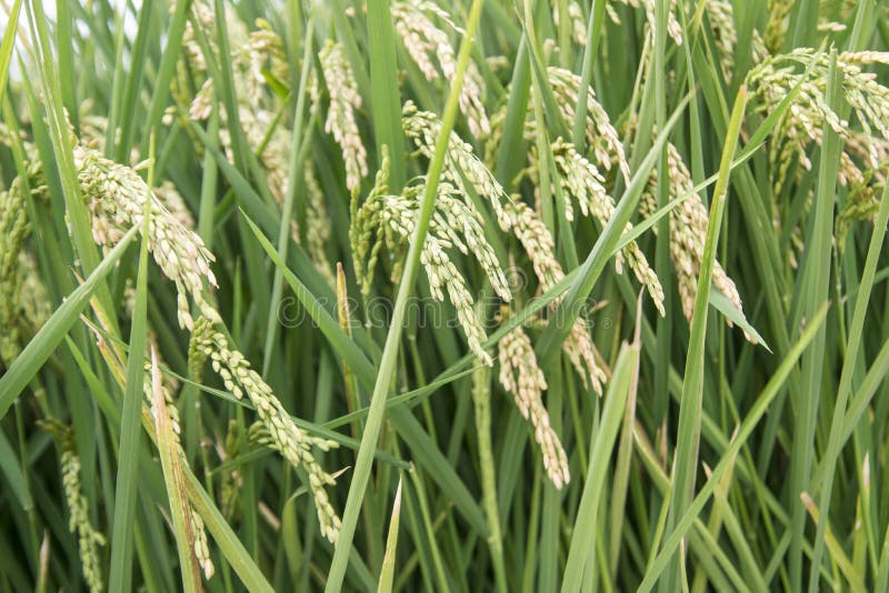 Cultivation of Rice Plant stock photo. Image of ingredient - 75483304