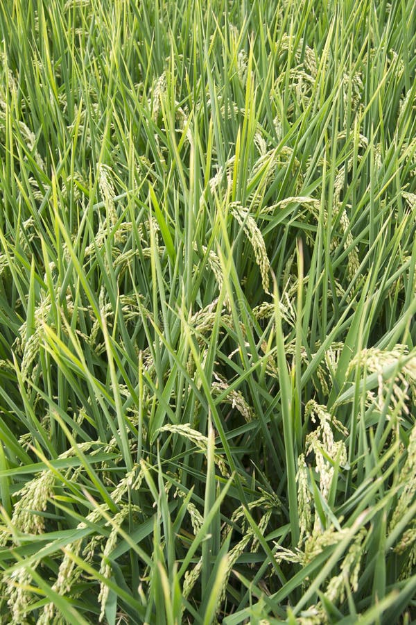 Cultivation of Rice Plant stock image. Image of rice - 75483897