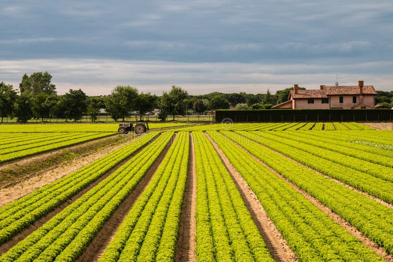 Cultivation salad stock photo. Image of green, food, grown - 45179780