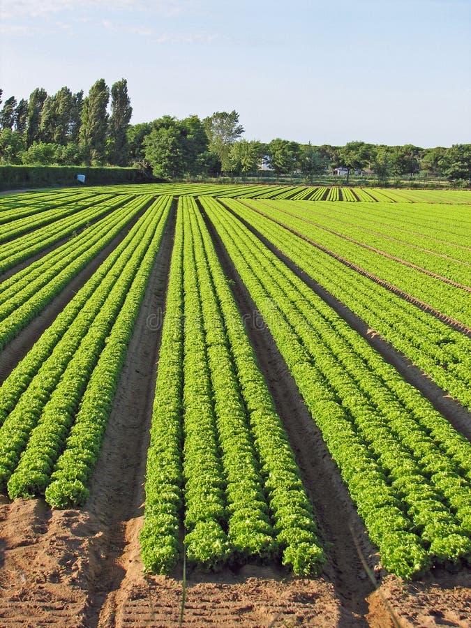 Cultivation of Salad on a Thin Sand Stock Image - Image of fruit ...