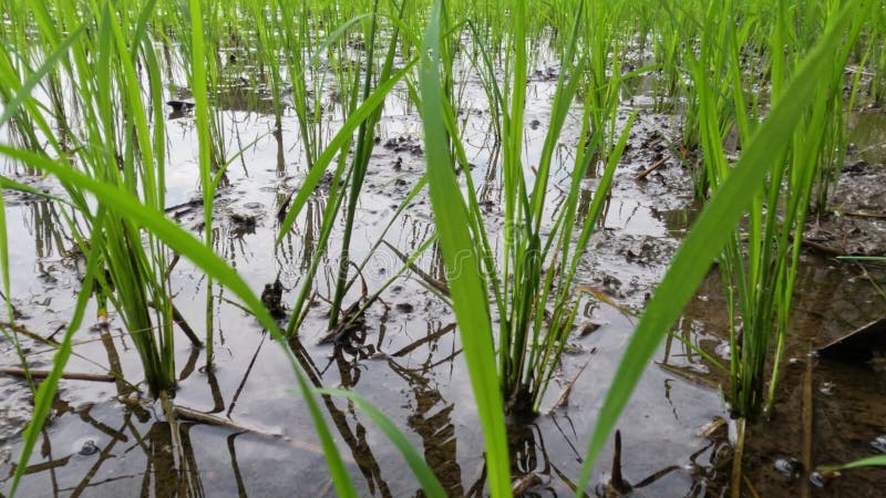 Rice Plants in Rice Fields that are Still Small in Their Period of ...