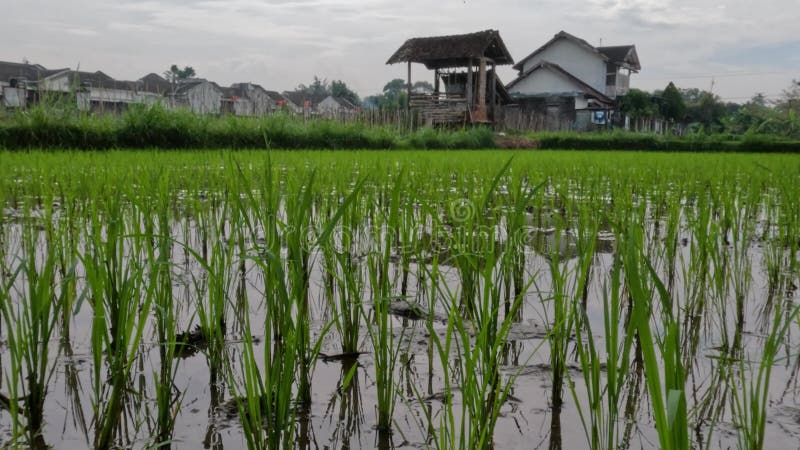 Rice Plants in Rice Fields that are Still Small in Their Period of ...