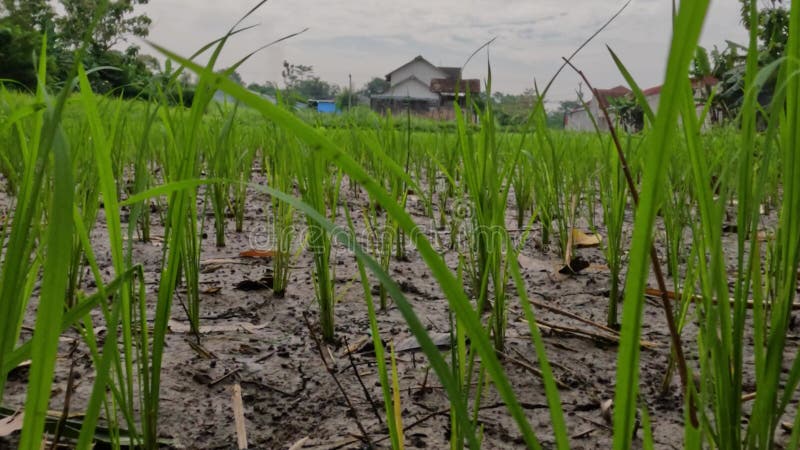 Cultivation of Small Rice Plants with Stems that are Still Small with ...