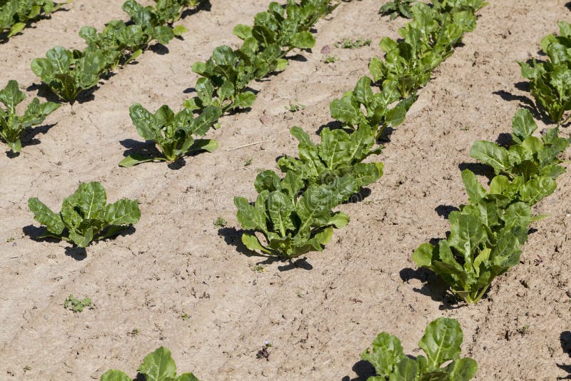 Cultivation of Sugar Beet for the Production Stock Photo - Image of ...
