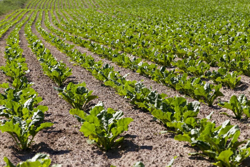 Cultivation of Sugar Beet for the Production Stock Image - Image of ...