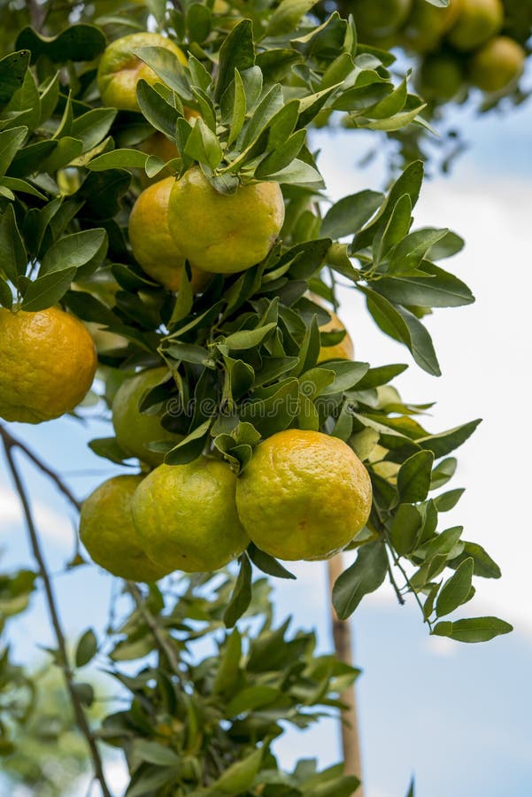 Cultivation of Organic Tangerines, Fruits on the Tree Ready for Harvest ...
