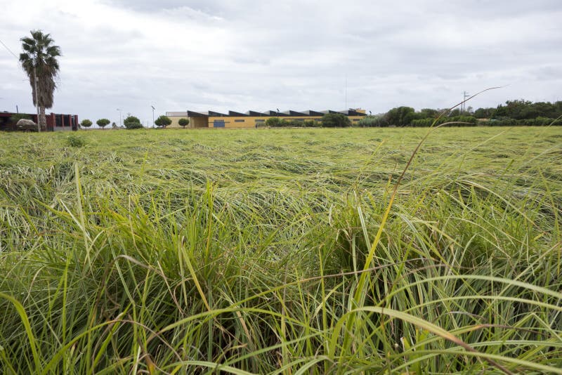 Cultivation of the Tigernut when it is Green in the Field Stock Image ...