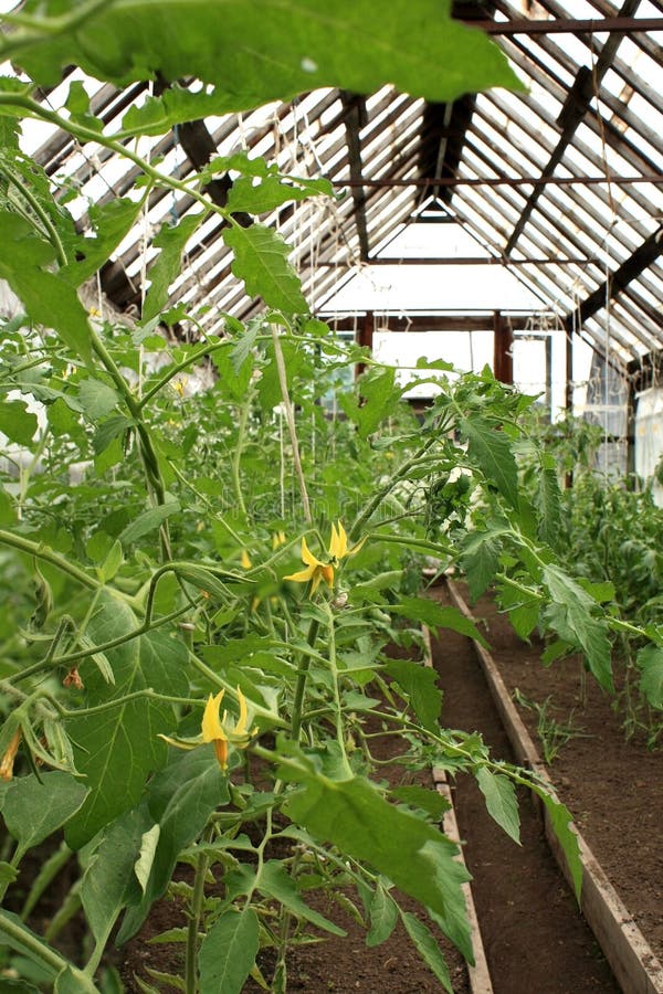 Cultivation tomato stock photo. Image of active, appetit - 11329058