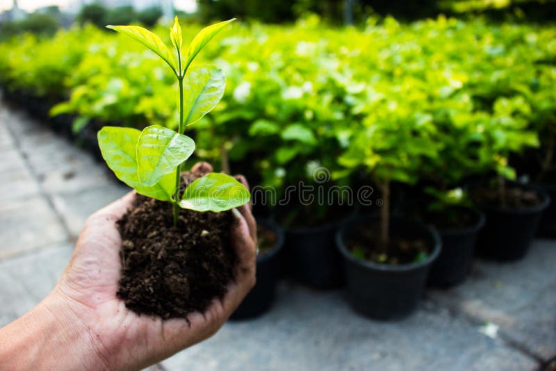 Cultivation tree stock image. Image of seed, garden, hope - 67563371