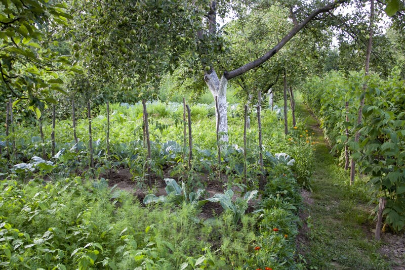Cultivation of Various Vegetables and Fruit Stock Image - Image of ...
