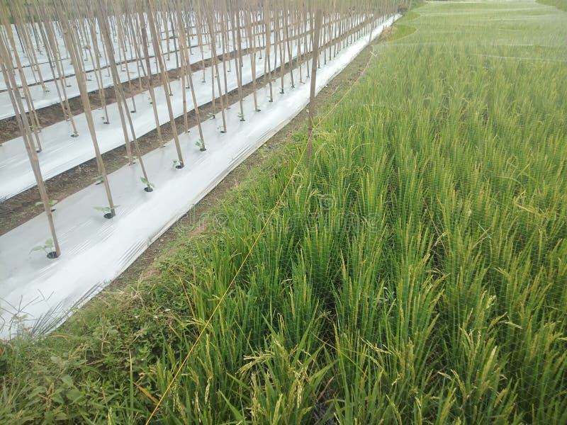 Cultivation of Vegetable Crops Using Plastic Mulch in Rural Areas Stock ...