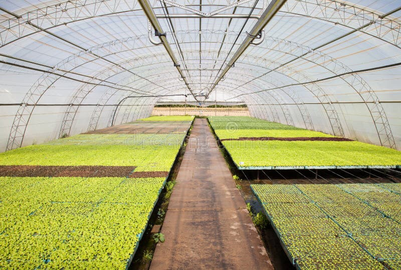 Cultivation of vegetables stock image. Image of farm - 45057943