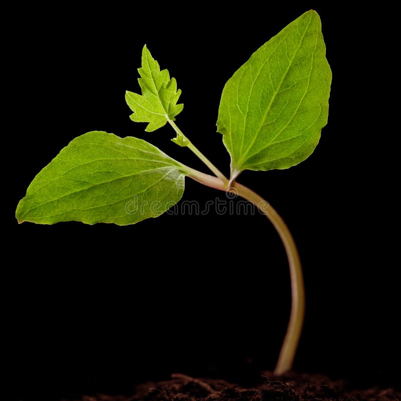 The Cultivation of Young Grapevine. Stock Image - Image of sprout ...