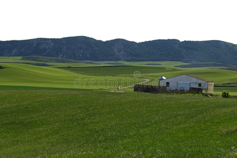 Cultives del trigo imagen de archivo. Imagen de agricultura - 25126405