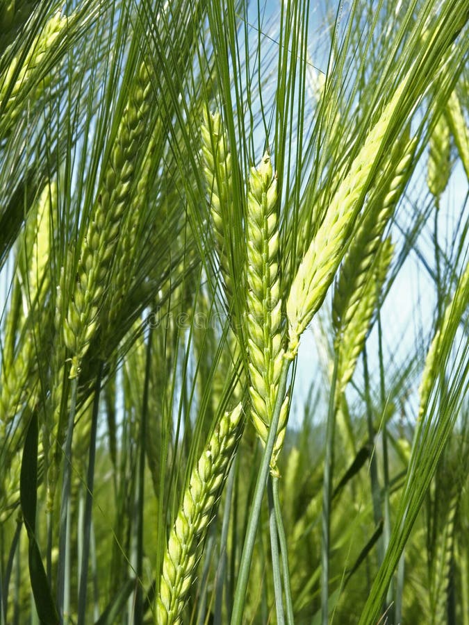 Cultives del trigo imagen de archivo. Imagen de planta - 25127093