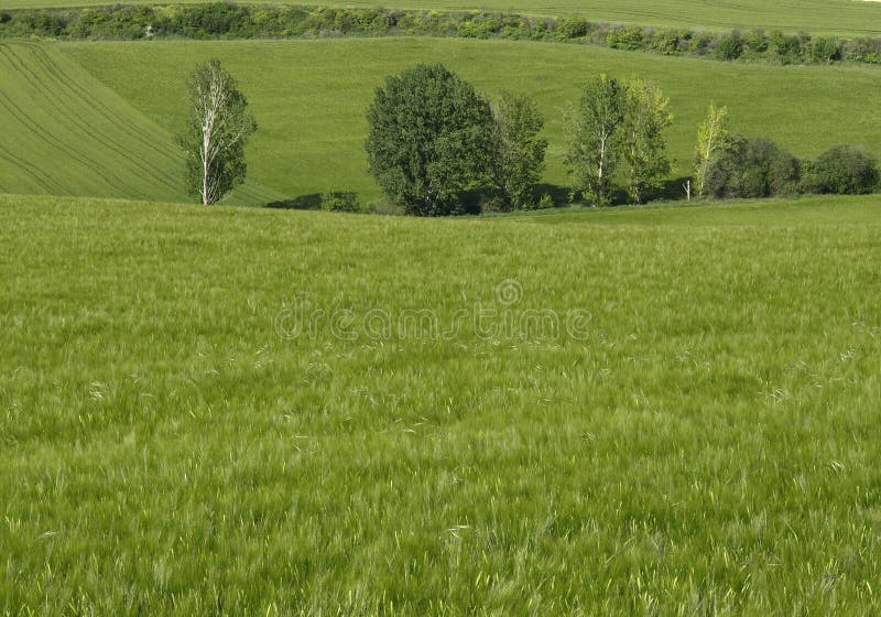 Cultives of wheat stock photo. Image of cultive, fields - 25127248