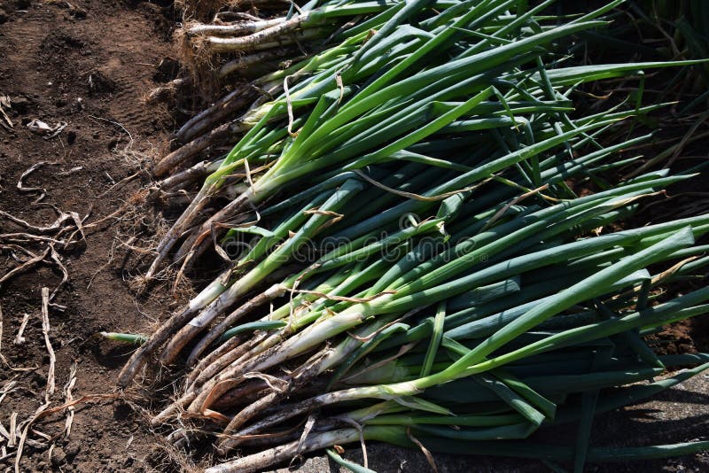 Cultivo da cebola verde imagem de stock. Imagem de campo - 103901169