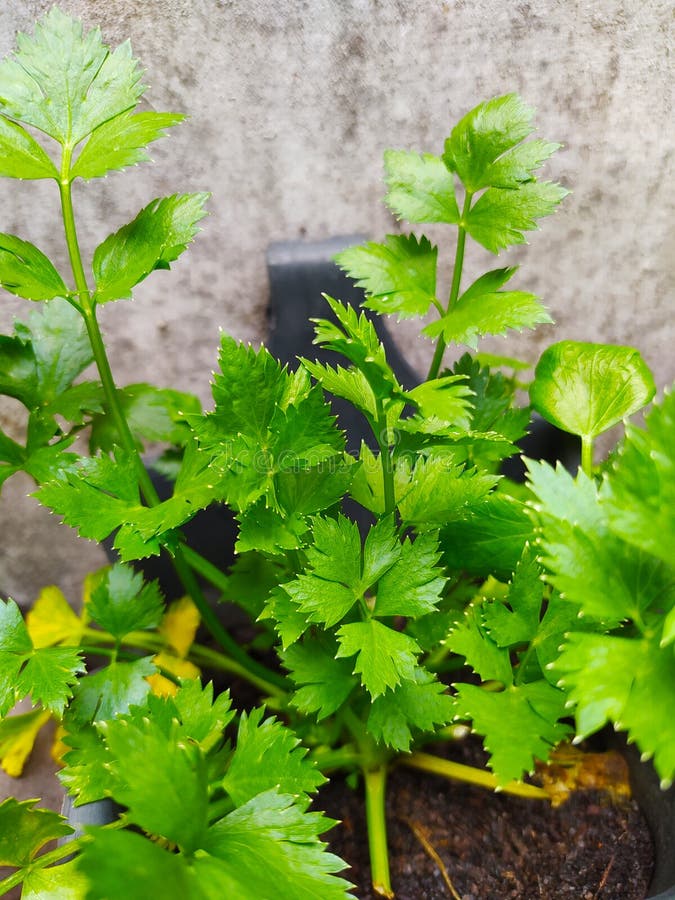 Cultivo De Hojas De Apio De Indonesia Imagen de archivo - Imagen de ...