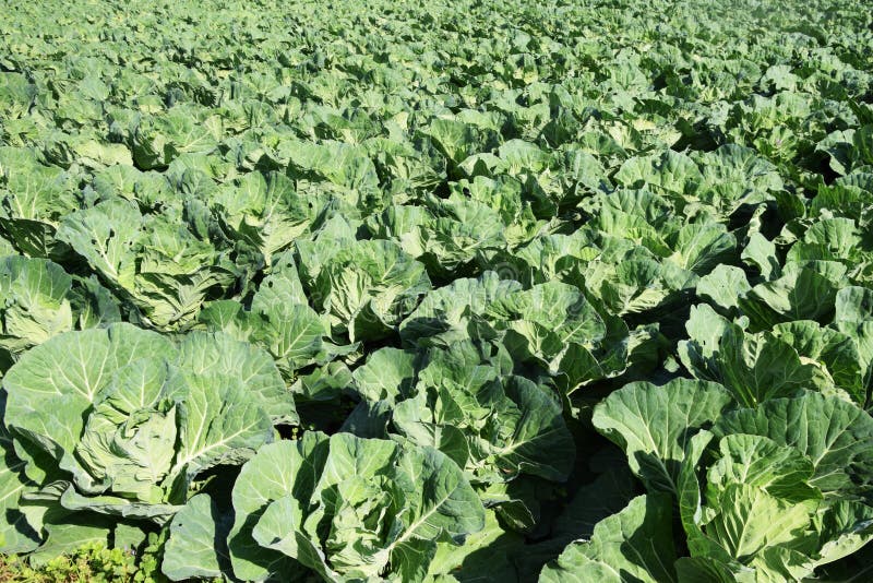 Cultivo de la col imagen de archivo. Imagen de agricultura - 103955491