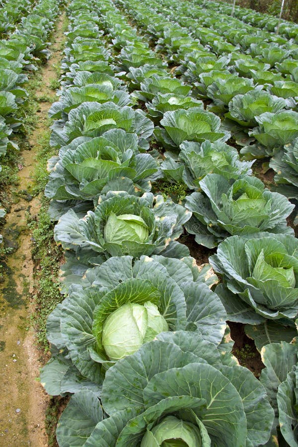 Cultivo de la col imagen de archivo. Imagen de crecimiento - 25033877