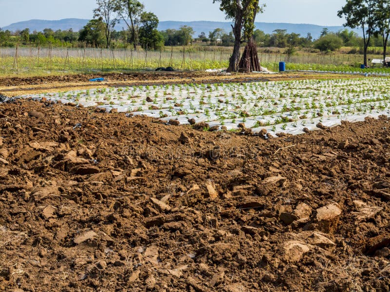 Cultivo de la labranza imagen de archivo. Imagen de perspectiva - 66231343