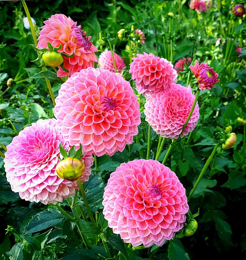 Cultivo De Las Dalias Al Aire Libre En Verano Foto de archivo - Imagen ...