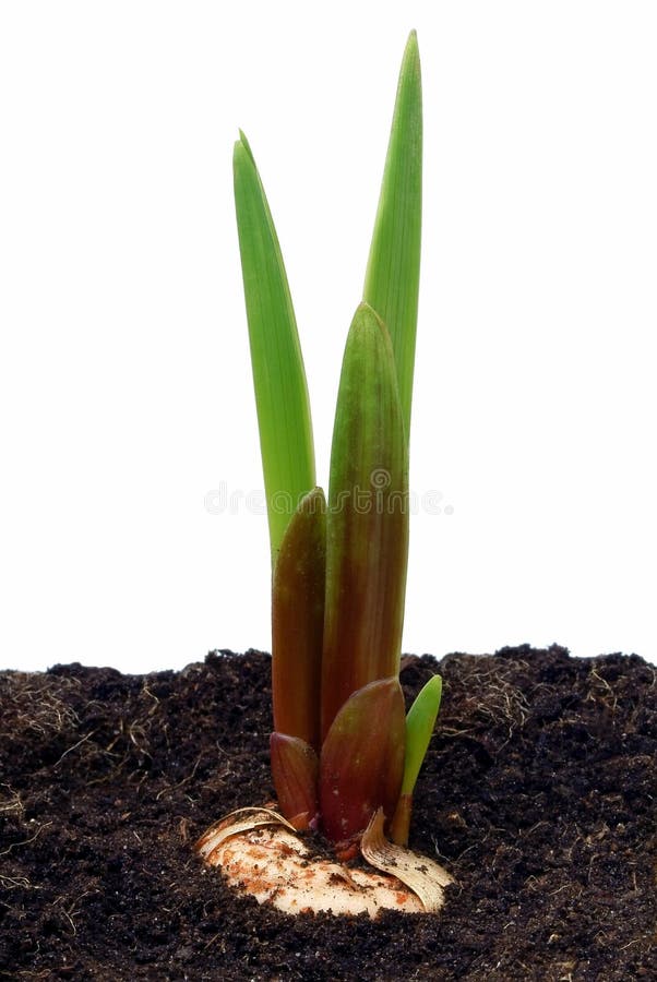 Cultivo De Um Bulbo De Um Tipo De Flor Foto de Stock - Imagem de planta ...