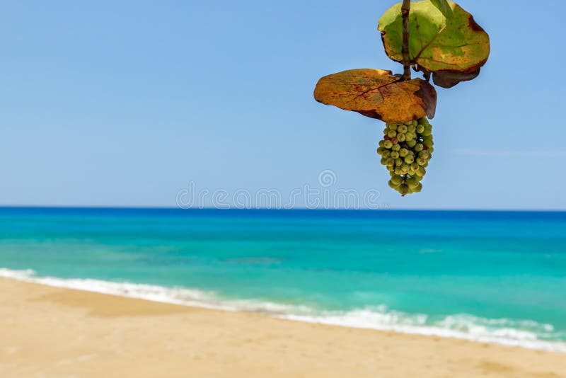 Cultivo De Uva De Playa Cerca Del Mar Foto de archivo - Imagen de costa ...