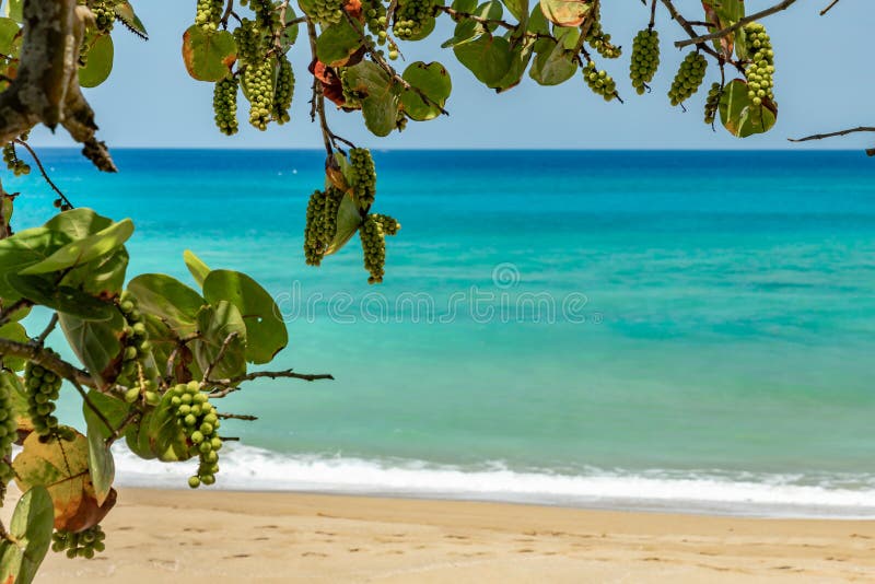 Uva De Playa En Puerto Rico Con Hojas Verdes Foto de archivo - Imagen ...