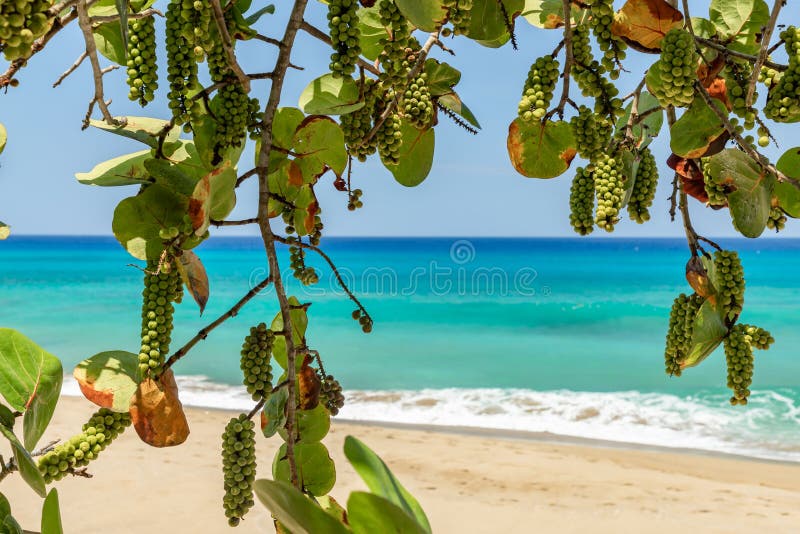 Cultivo De Uva De Playa Cerca Del Mar Foto de archivo - Imagen de costa ...