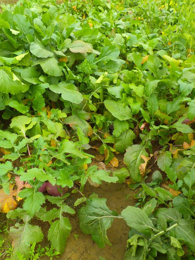 Cultivo del nabo imagen de archivo. Imagen de nabo, cosecha - 84268577