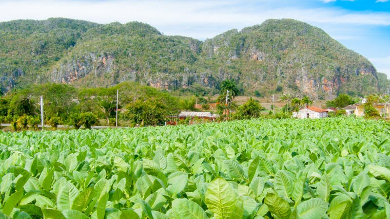 Cultivo Del Tabaco, Islas De Azores, Portugal Imagen de archivo ...