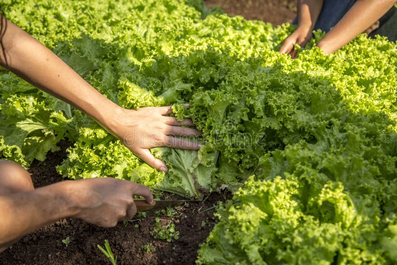 Cultivo Y Cosecha De La Lechuga Imagen de archivo - Imagen de ...