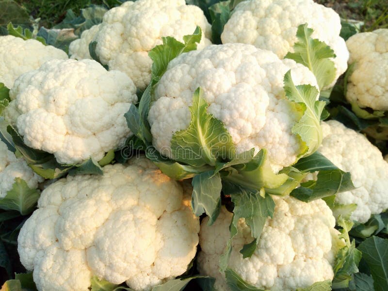 Cultivos De Coliflor Poblaciones De Peces Foto de archivo - Imagen de cosechas, existencias ...