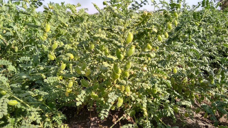 Cultura de pintos imagem de stock. Imagem de alimento - 175313719