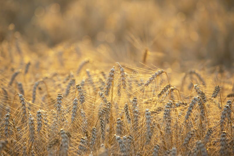Culturas Arvenses Cultivadas Com Trigo Foto de Stock - Imagem de ...